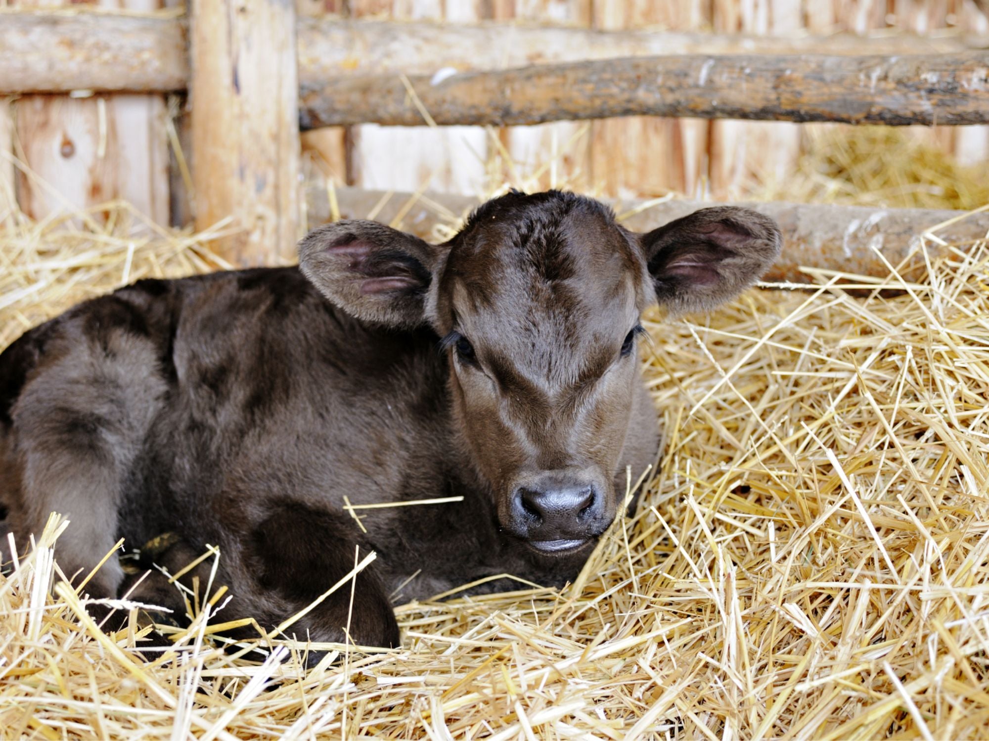 Visste du dette om diaré hos kalver? – Multivern