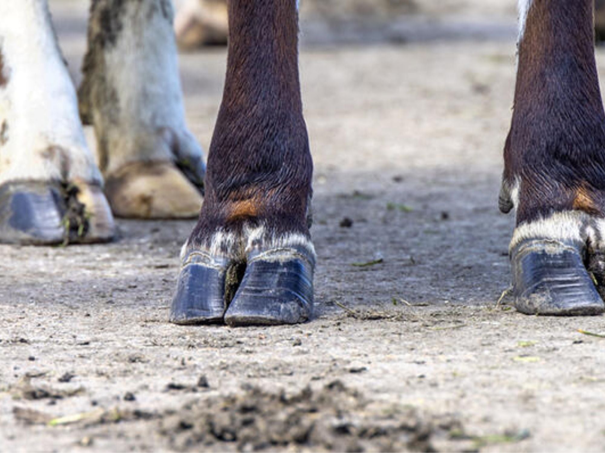 Klauvhelse – Nøkkelen til friske og produktive dyr – Multivern